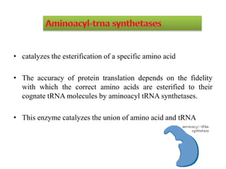 tRNA structure and function | PPTX
