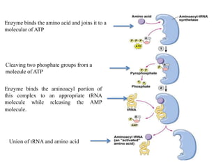 tRNA structure and function | PPTX
