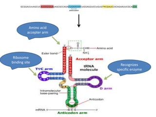 tRNA structure and function | PPTX