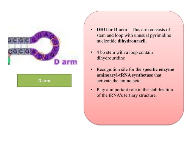 Trna Structure And Function