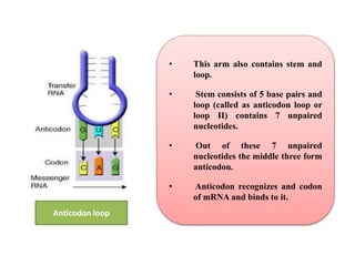 Simple Trna Anticodon