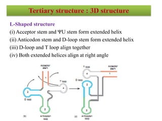 Simple Trna Structure