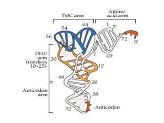 Trna Structure Diagram