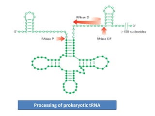 Trna Structure