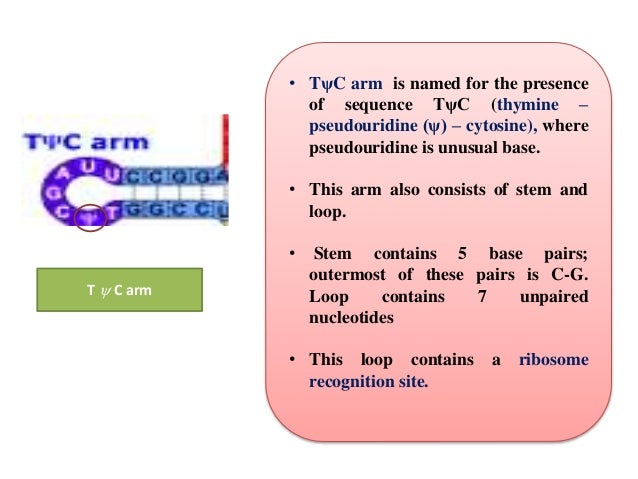 tRNA structure and function