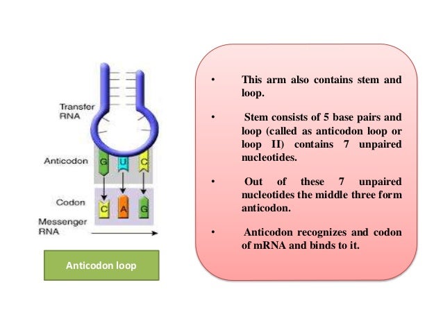 tRNA structure and function