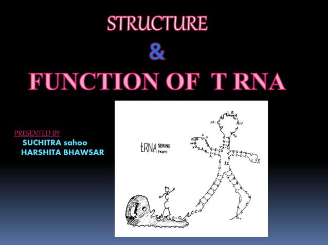 tRNA structure and function | PPTX