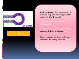 tRNA structure and function | PPTX