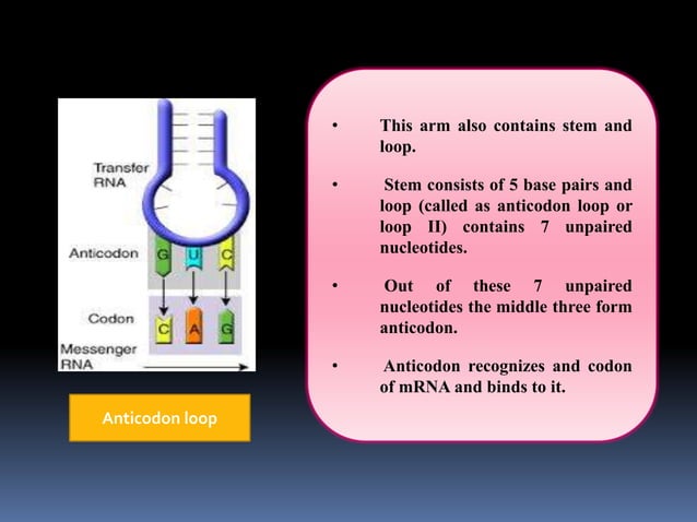 tRNA structure and function | PPTX
