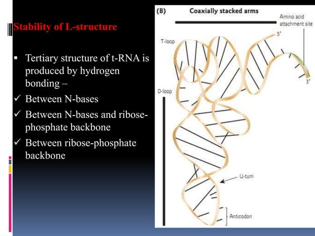 tRNA structure and function | PPTX