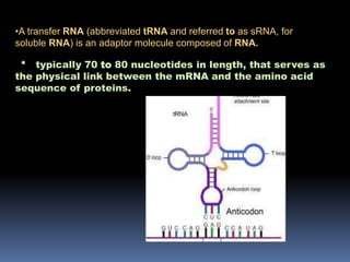 tRNA structure and function | PPTX