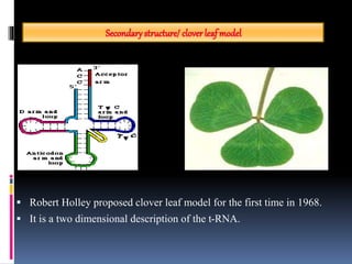 tRNA structure and function | PPTX