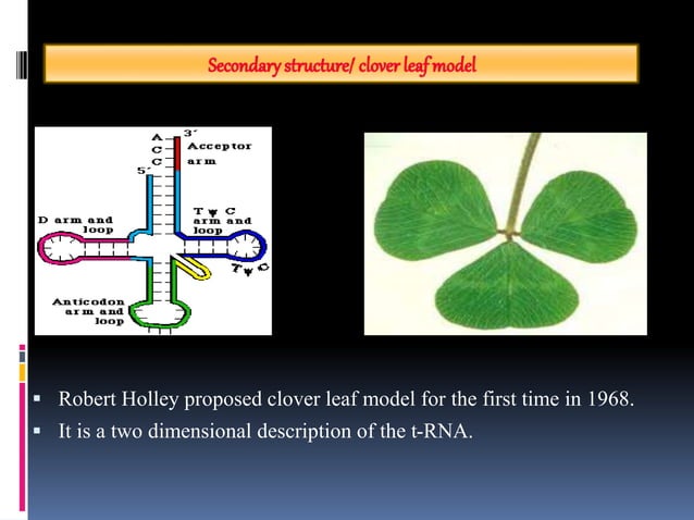 tRNA structure and function | PPTX