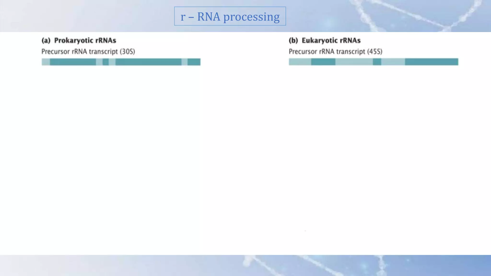 Post transcriptional modifications of tRNA and rRNA.pptx