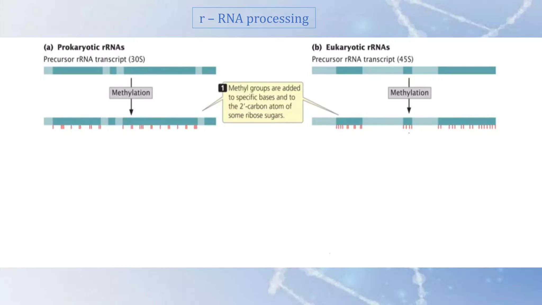Post transcriptional modifications of tRNA and rRNA.pptx