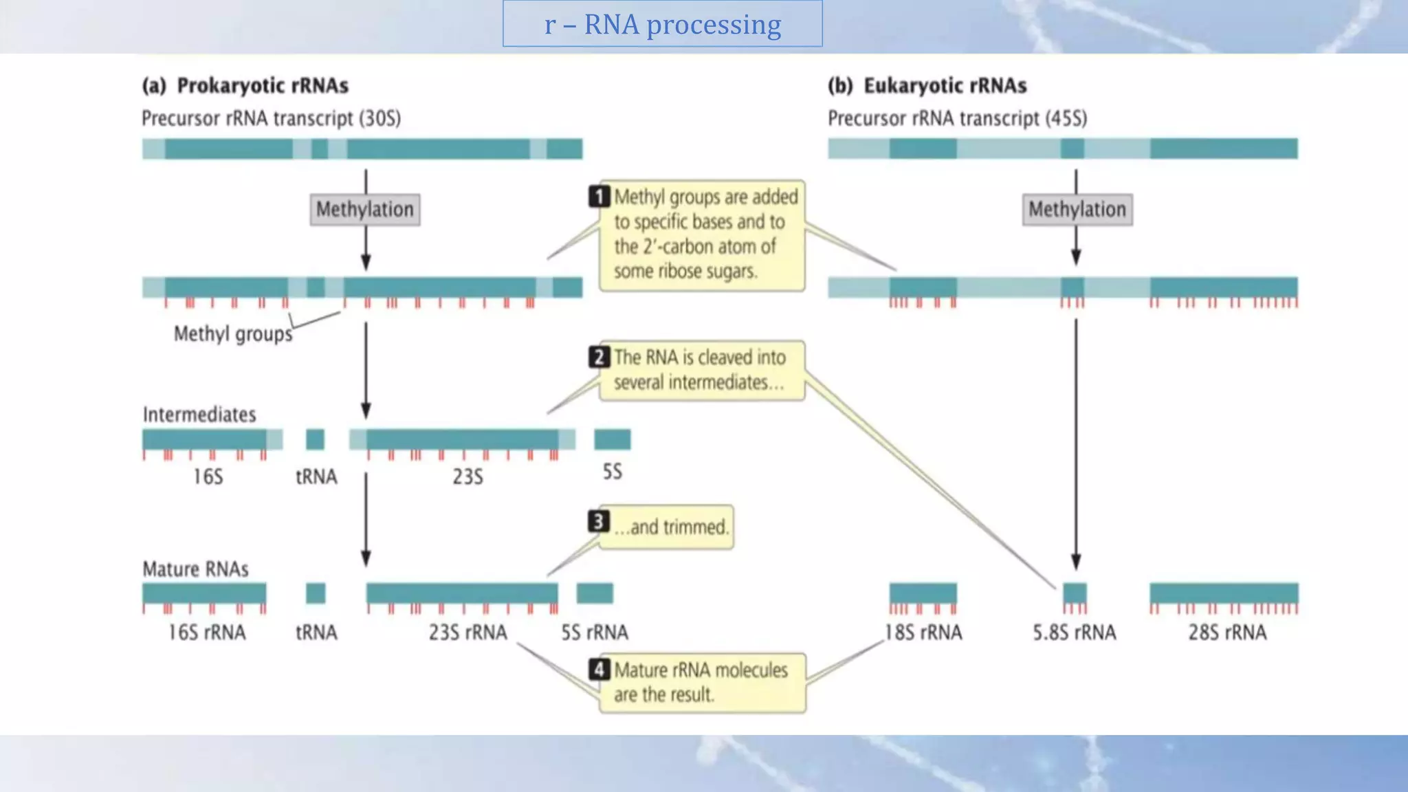 Post transcriptional modifications of tRNA and rRNA.pptx