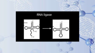 Post transcriptional modifications of tRNA and rRNA.pptx