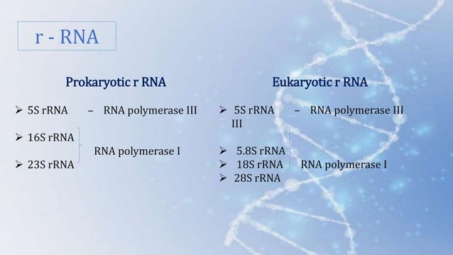 Post transcriptional modifications of tRNA and rRNA.pptx