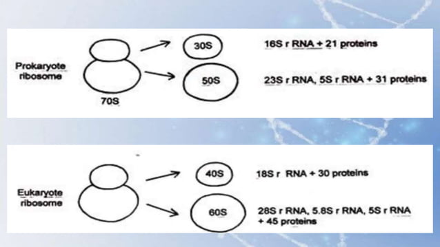 Post transcriptional modifications of tRNA and rRNA.pptx