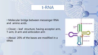 Post transcriptional modifications of tRNA and rRNA.pptx