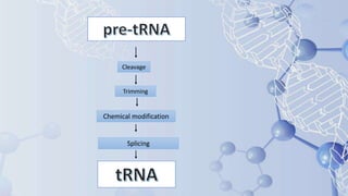 Post transcriptional modifications of tRNA and rRNA.pptx