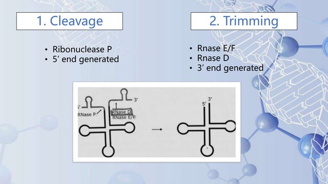 Post transcriptional modifications of tRNA and rRNA.pptx