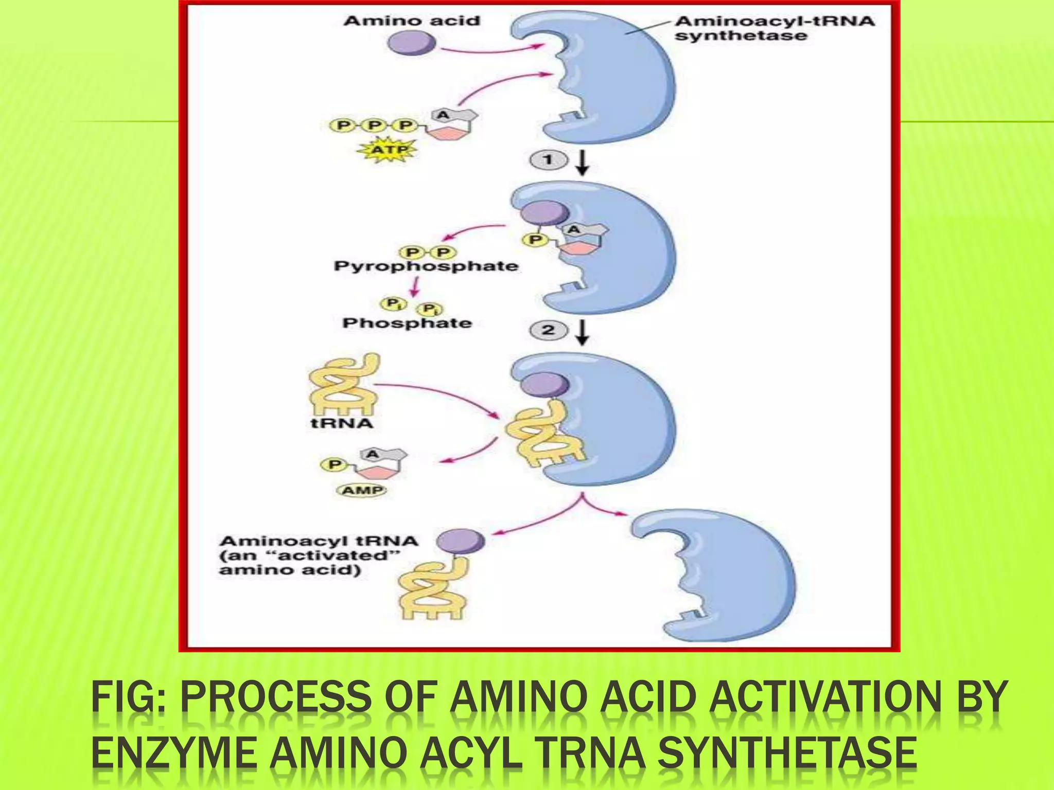 tRNA charging | PPTX