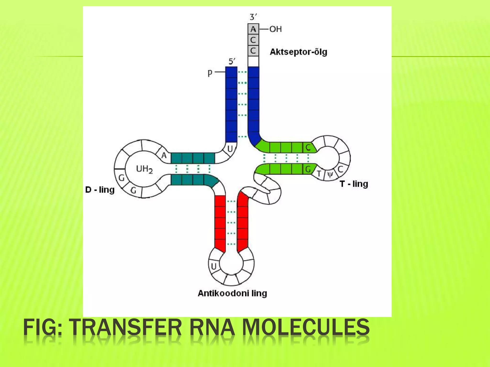 tRNA charging | PPTX