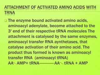 tRNA charging | PPTX