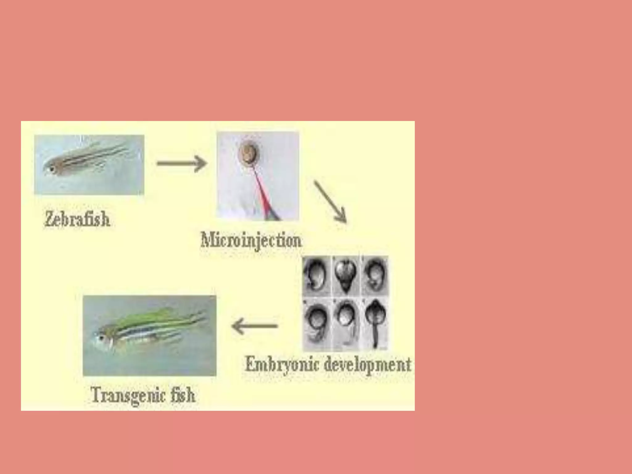 Trnasgenic fish | PPTX