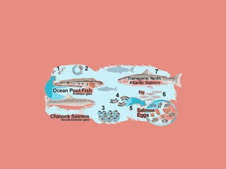 Trnasgenic fish | PPTX