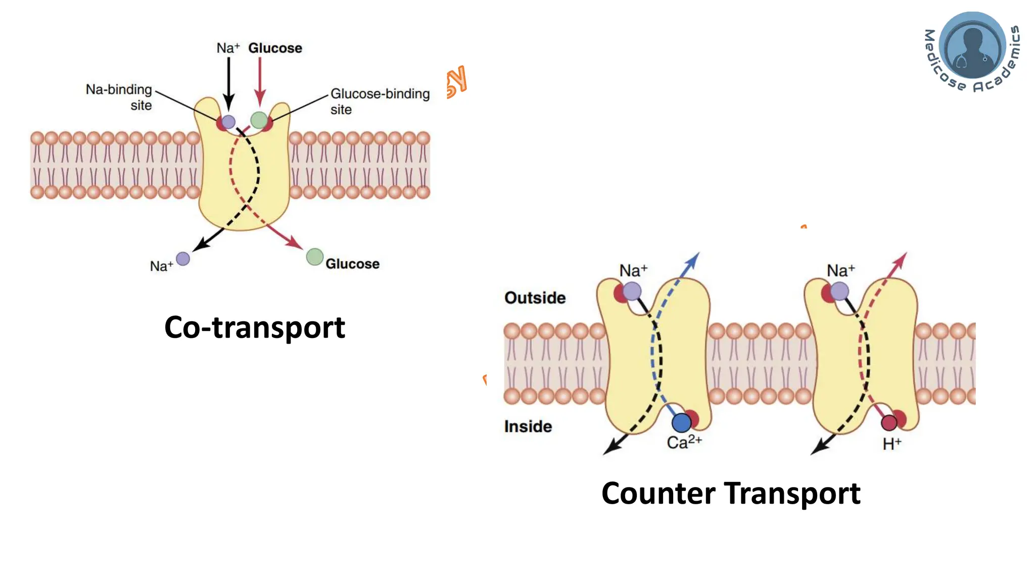 Transport across cell membrane (passive, active, vesicular) | PDF ...