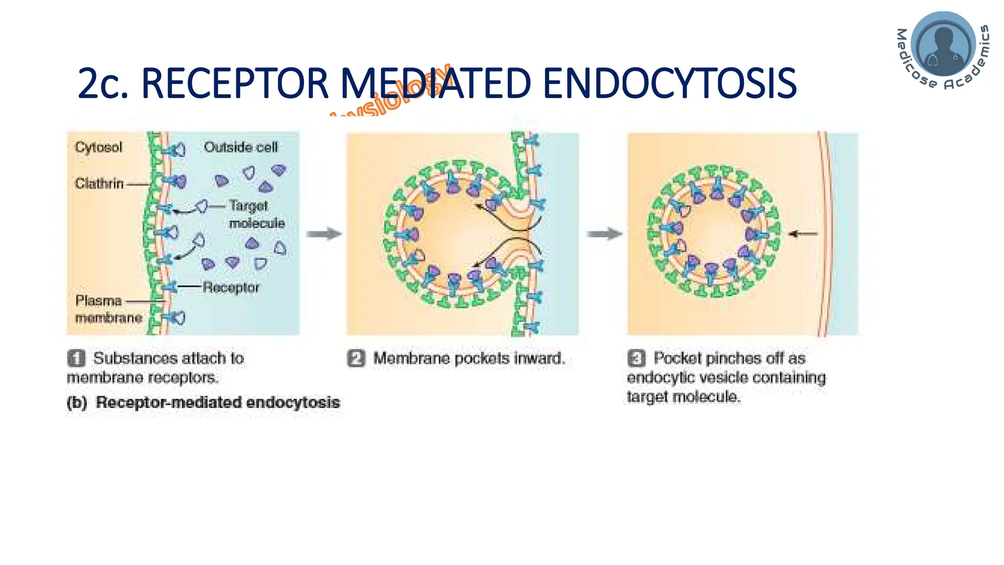 Transport across cell membrane (passive, active, vesicular) | PDF