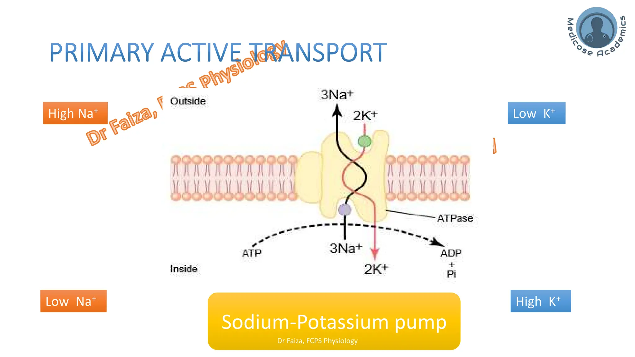 Transport across cell membrane (passive, active, vesicular) | PDF