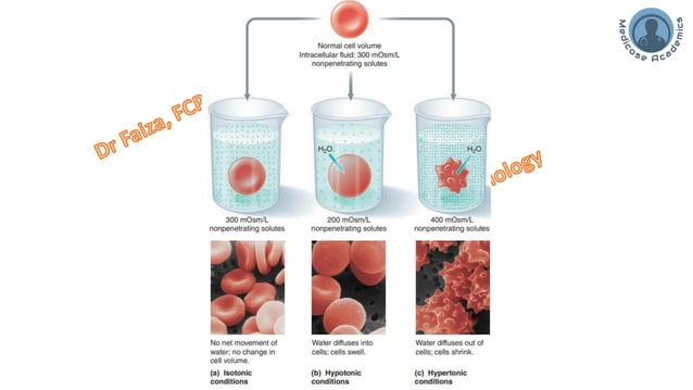 Transport across cell membrane (passive, active, vesicular) | PDF ...