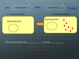Bacterial Transformation Lab | PPTX