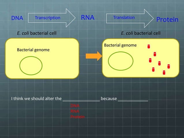 Bacterial Transformation Lab | PPTX
