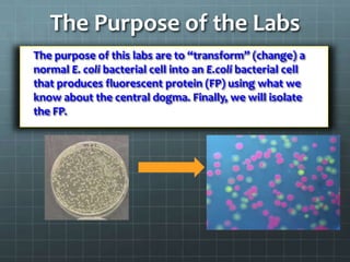 Bacterial Transformation Lab | PPTX