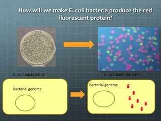 Bacterial Transformation Lab | PPTX