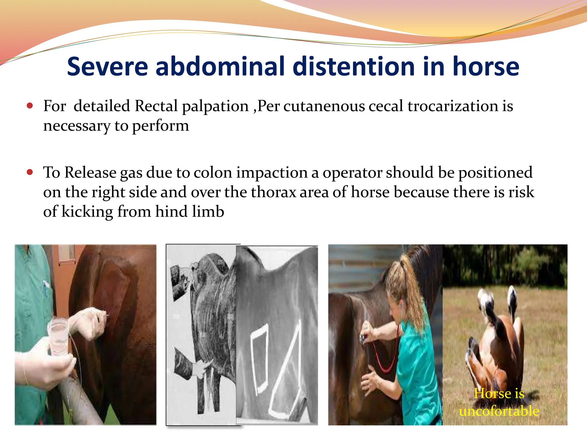 Trocarization in Small & large Animals-1.pptx