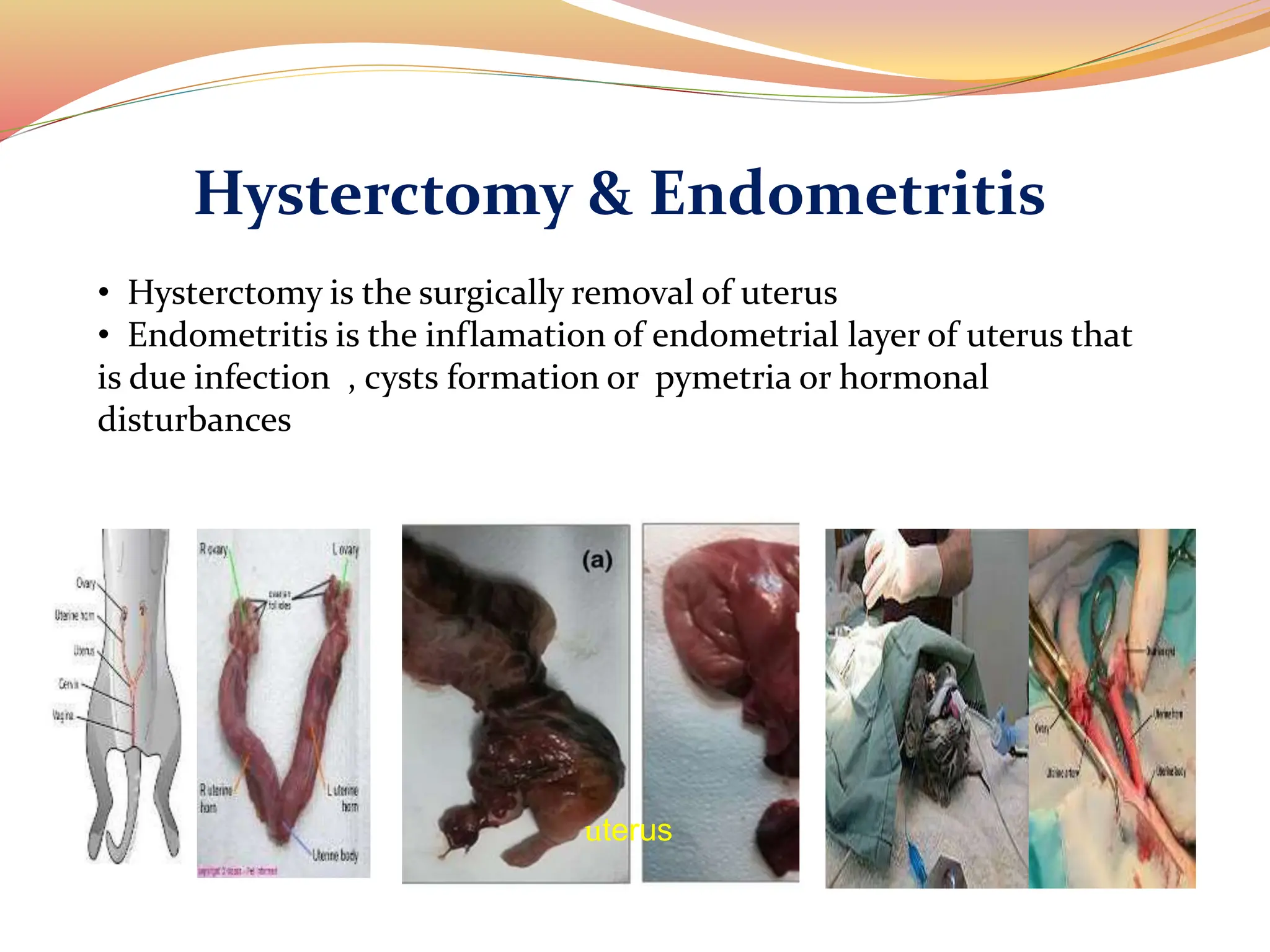 Trocarization in Small & large Animals-1.pptx