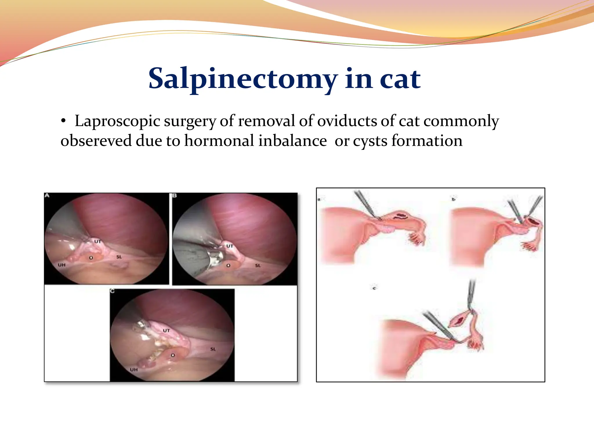 Trocarization in Small & large Animals-1.pptx