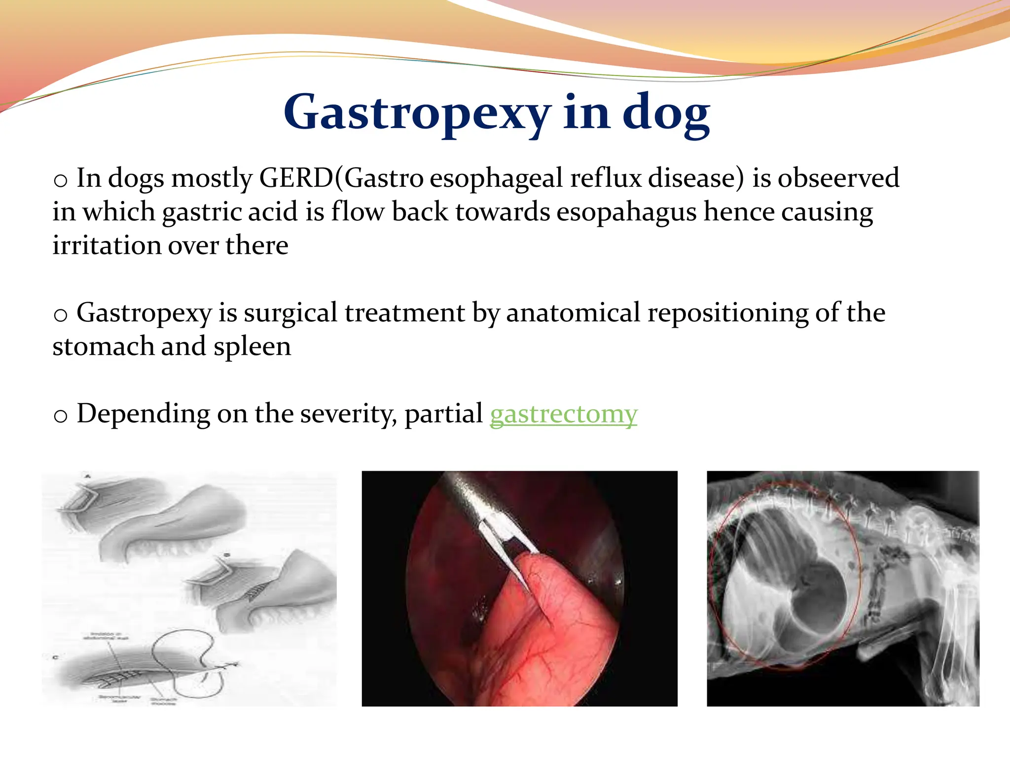 Trocarization in Small & large Animals-1.pptx