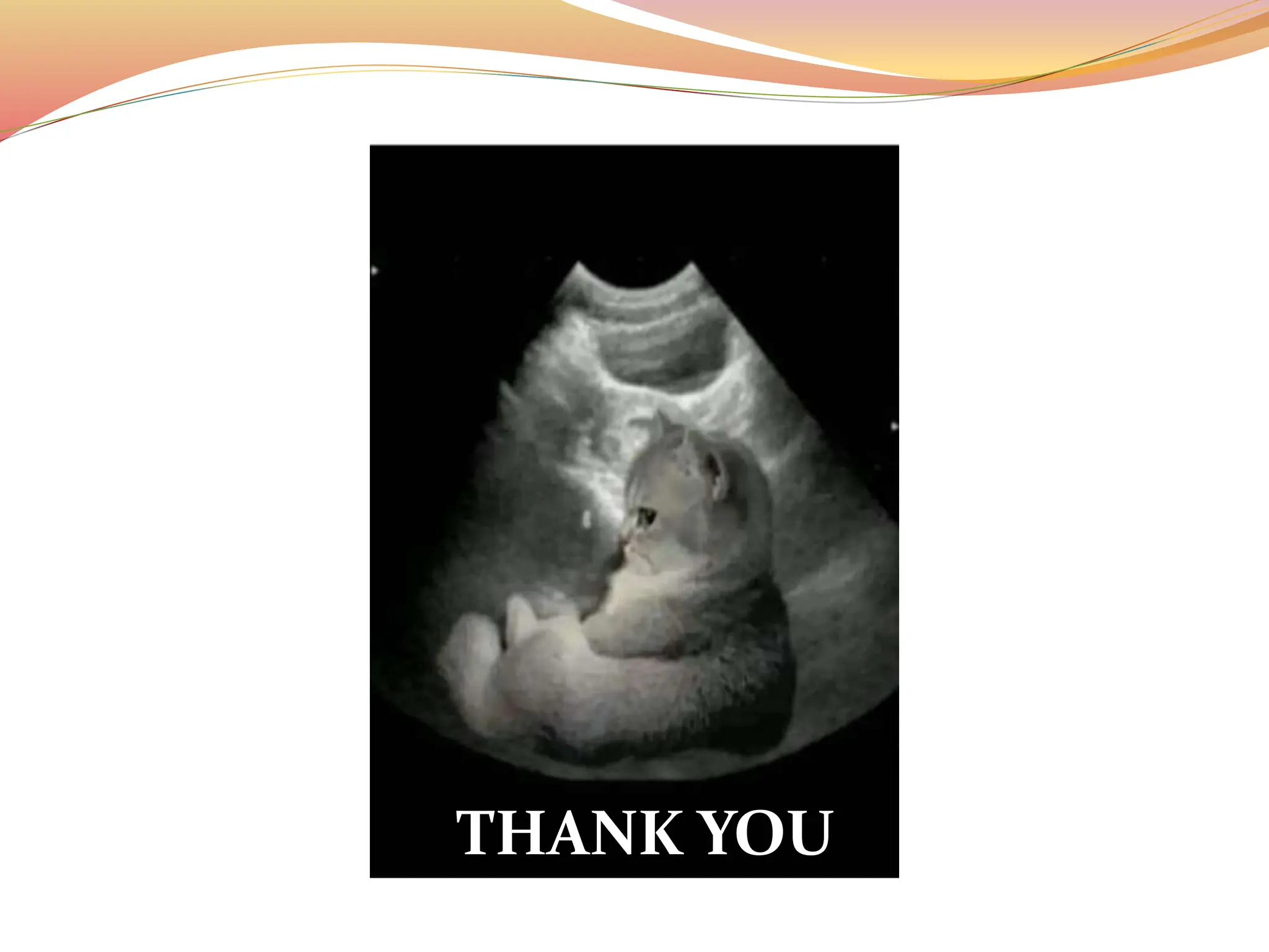 Trocarization in Small & large Animals-1.pptx