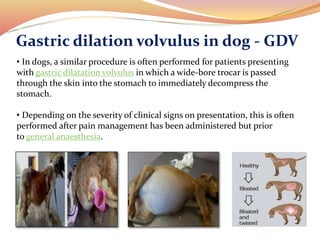 Trocarization in Small & large Animals-1.pptx