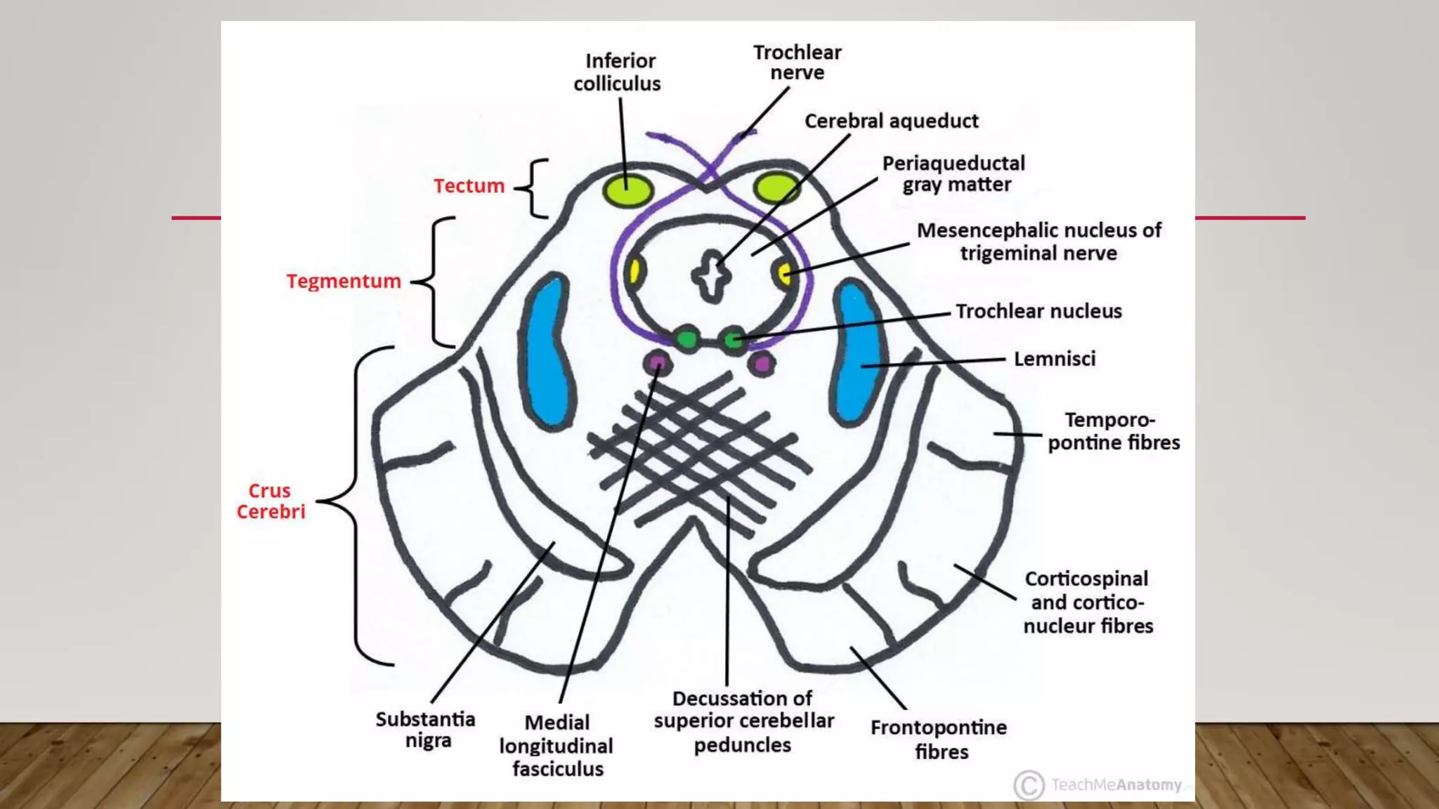 Trochlear & Abducens Nerve | PPTX