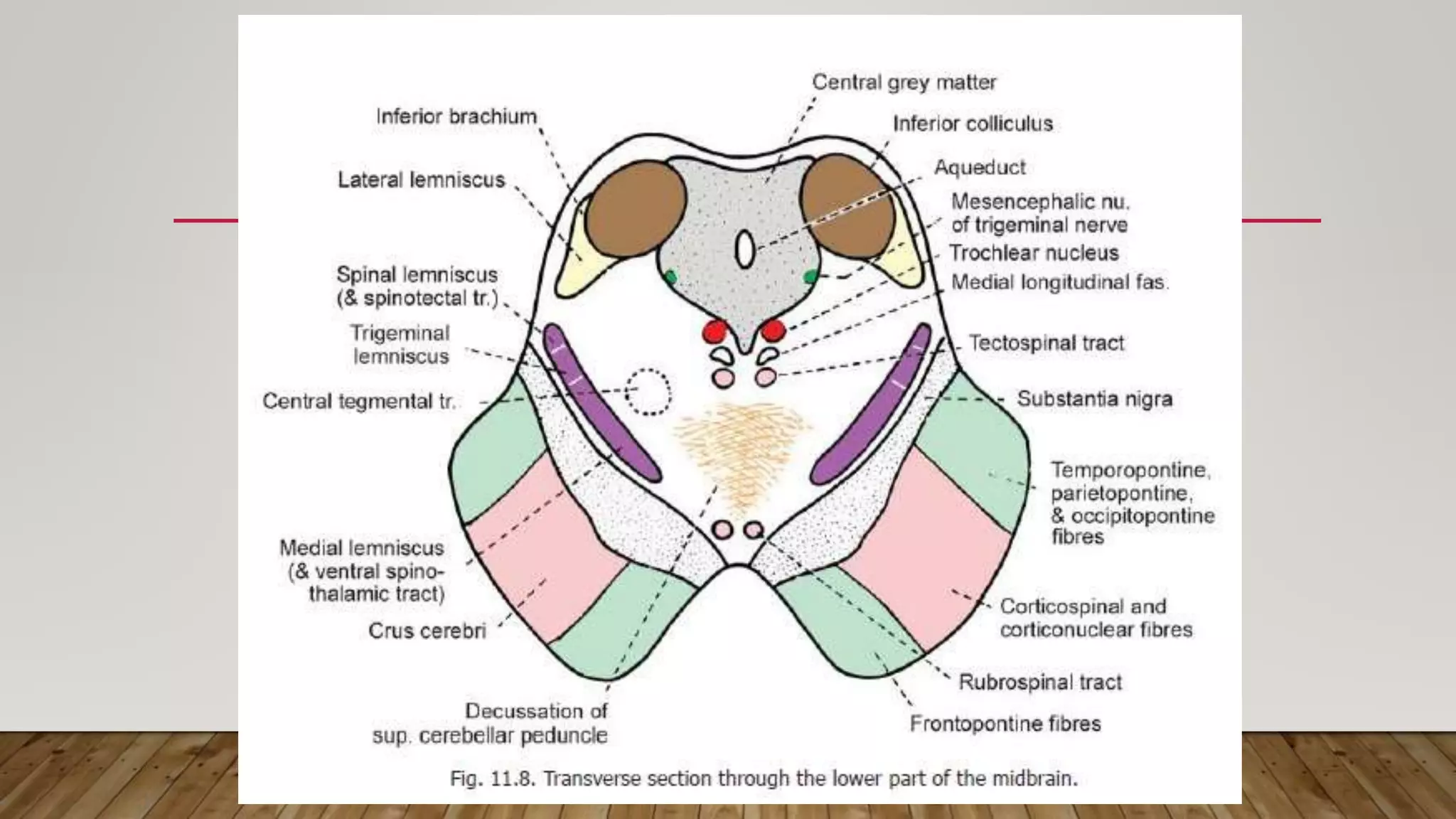 Trochlear & Abducens Nerve | PPTX
