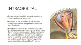 Trochlear and abducens nerve anatomy and applied | PPTX