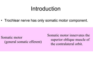 Trochlear nerve | PPT