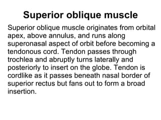 Trochlear nerve | PPT